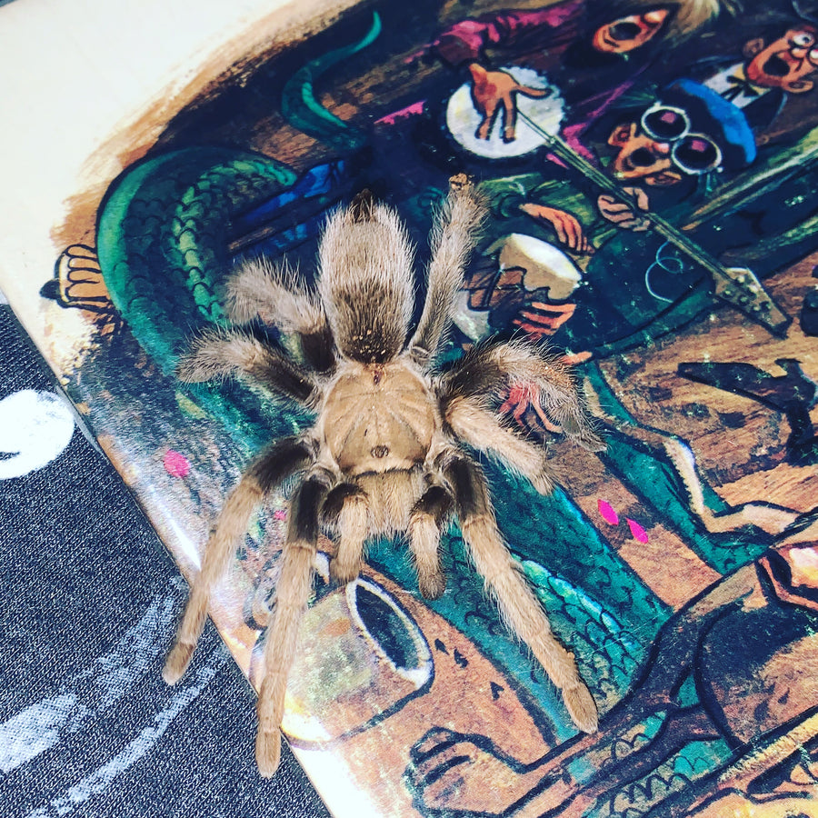 Buy Aphonopelma at Micro Wilderness | Micro Wilderness