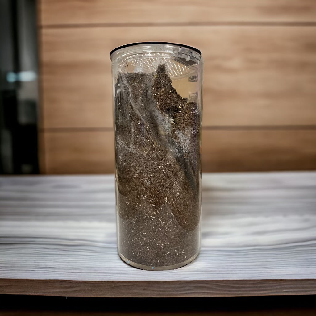 Tamura Designs x Micro Wilderness Fossorial Tube 16” | Tarantulas For Sale