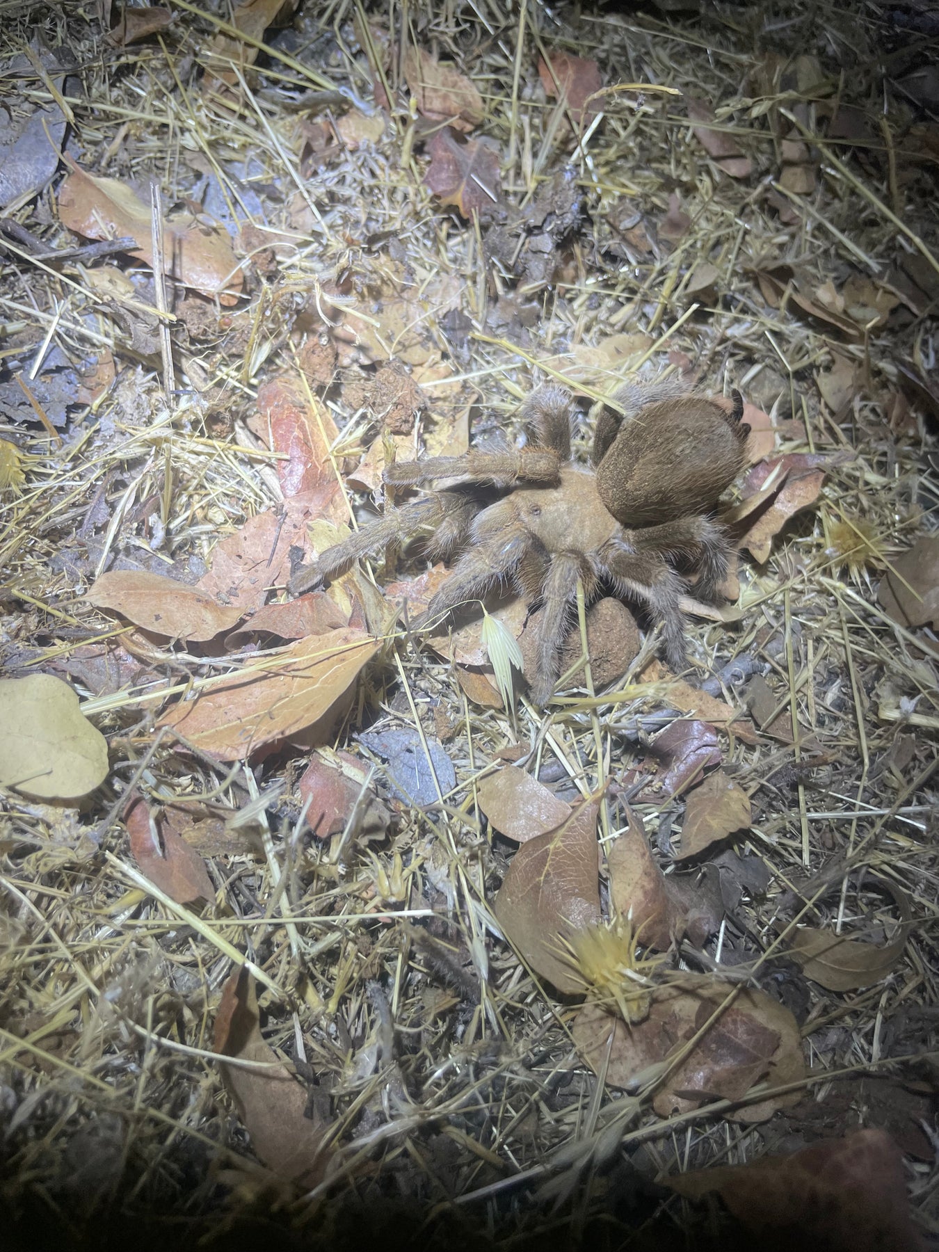 Buy Aphonopelma at Micro Wilderness | Micro Wilderness