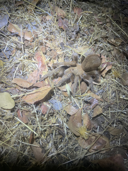 Aphonopelma johnnycashi- Johnny Cash Tarantula- unsexed | Tarantulas ...