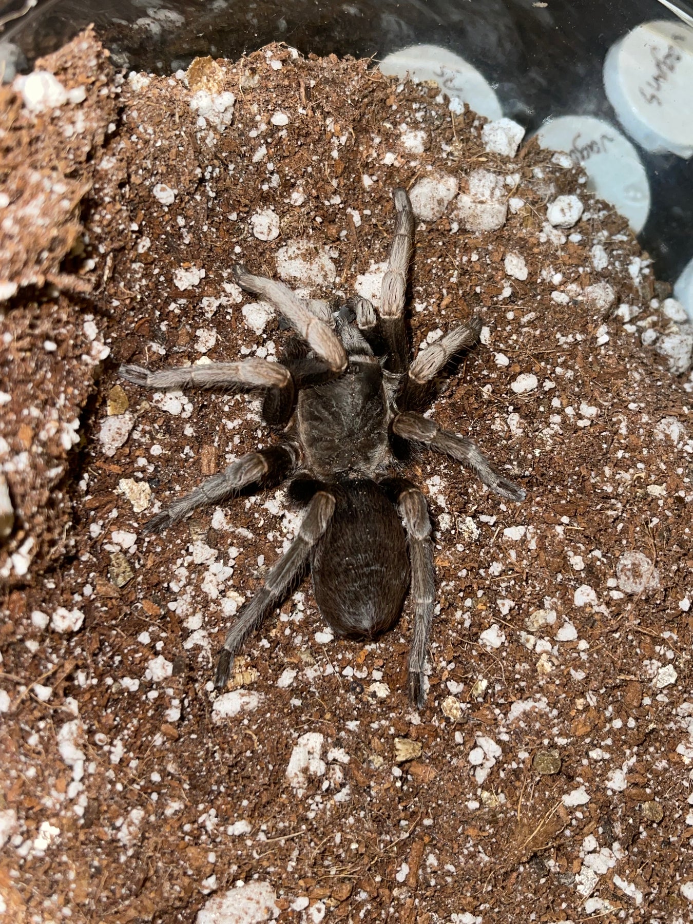 Buy Female Tarantulas at Micro Wilderness | Micro Wilderness