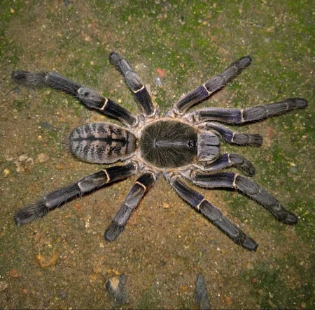 Buy Female Tarantulas at Micro Wilderness | Micro Wilderness