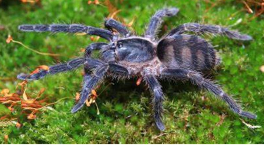 Buy New World Tarantulas at Micro Wilderness | Micro Wilderness