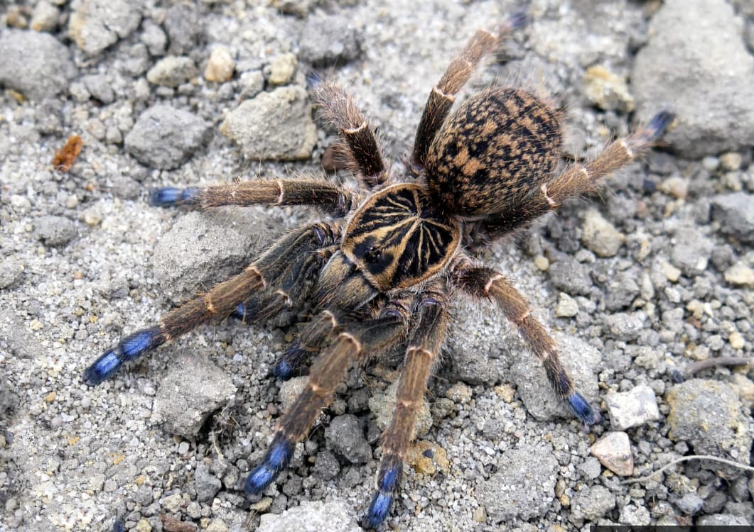 Buy Old World Tarantulas at Micro Wilderness | Micro Wilderness