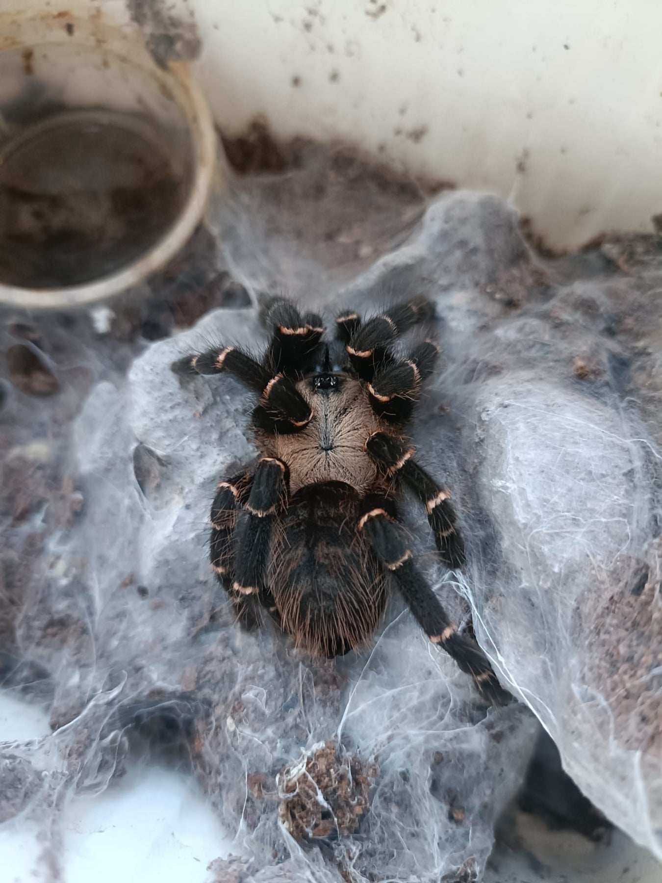 Buy oldworld Old World Tarantulas at Micro Wilderness | Micro Wilderness