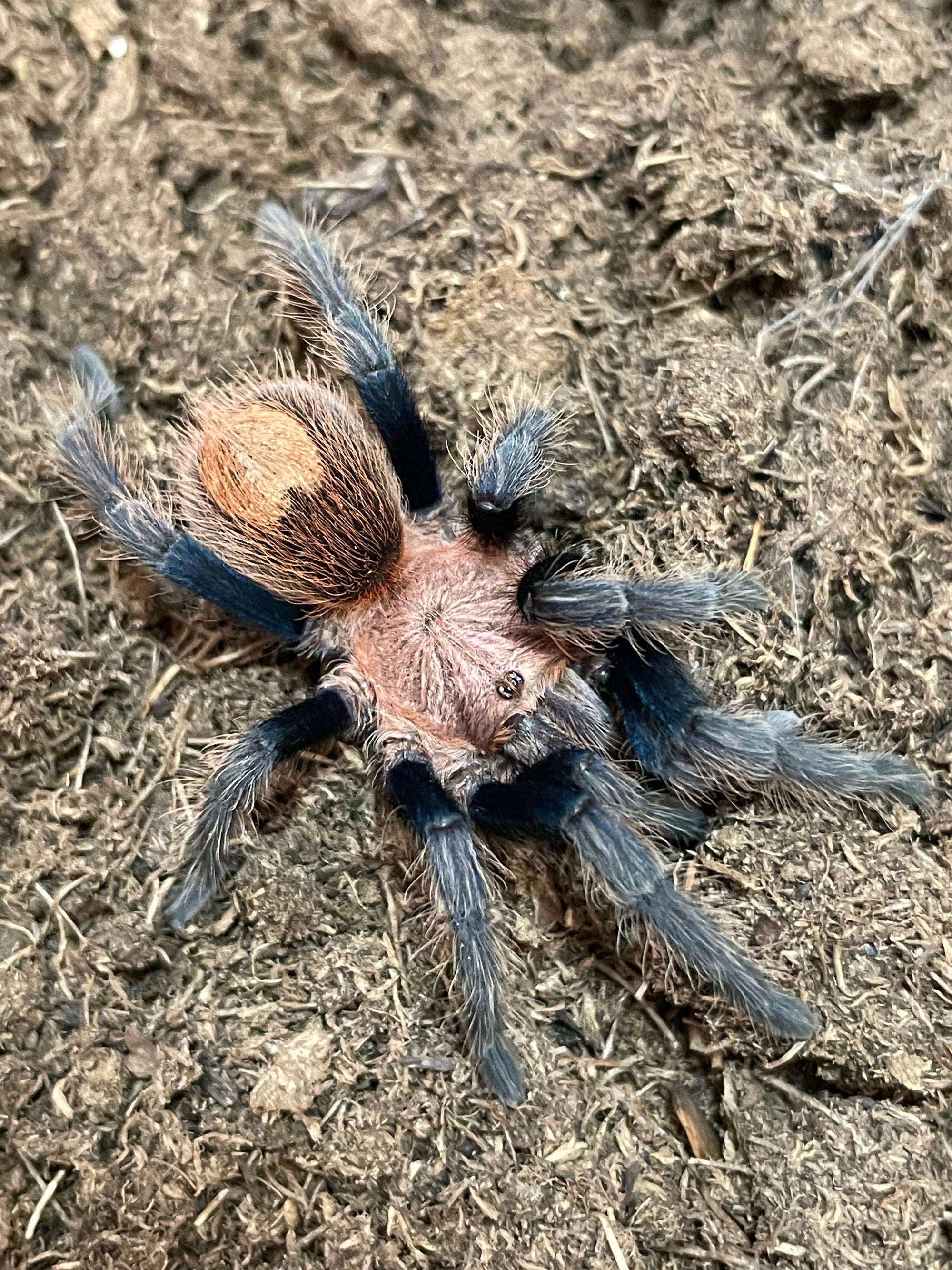 Bonnetina Minax-Unsexed -Mexican Copperhead/ Blue Legged Copper ...