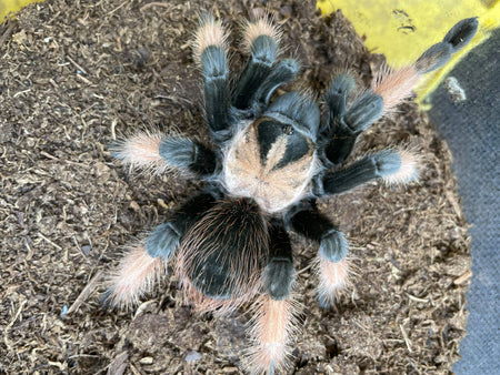 Buy Female Tarantulas at Micro Wilderness | Micro Wilderness