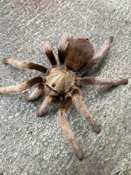 Tarantulas For Sale : Old World Tarantulas and New World Tarantulas