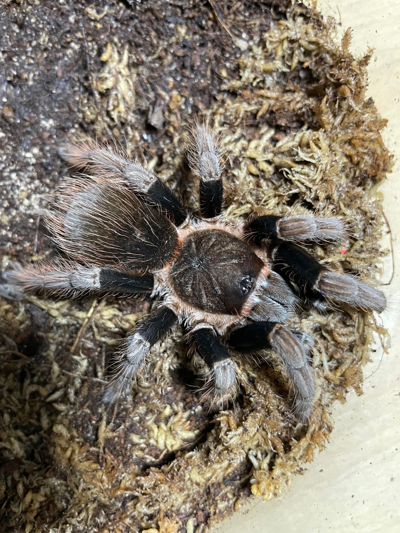 Browse Female Tarantulas, Old World Tarantulas, Beginner Tarantulas ...