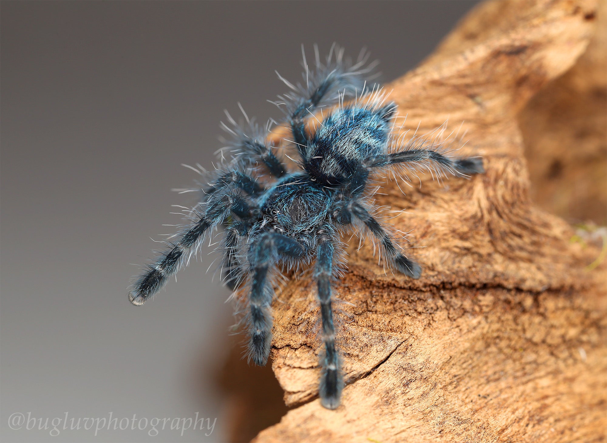 versicolour tarantula
