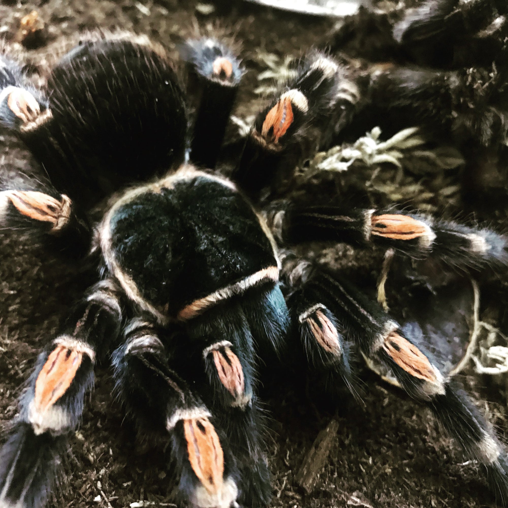 Brachypelma auratum - Male - Mexican Flame Knee Tarantula - Pure Blood ...