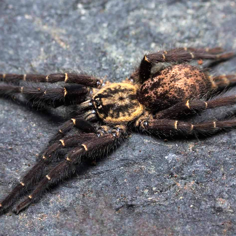 Buy Old World Tarantulas at Micro Wilderness | Micro Wilderness