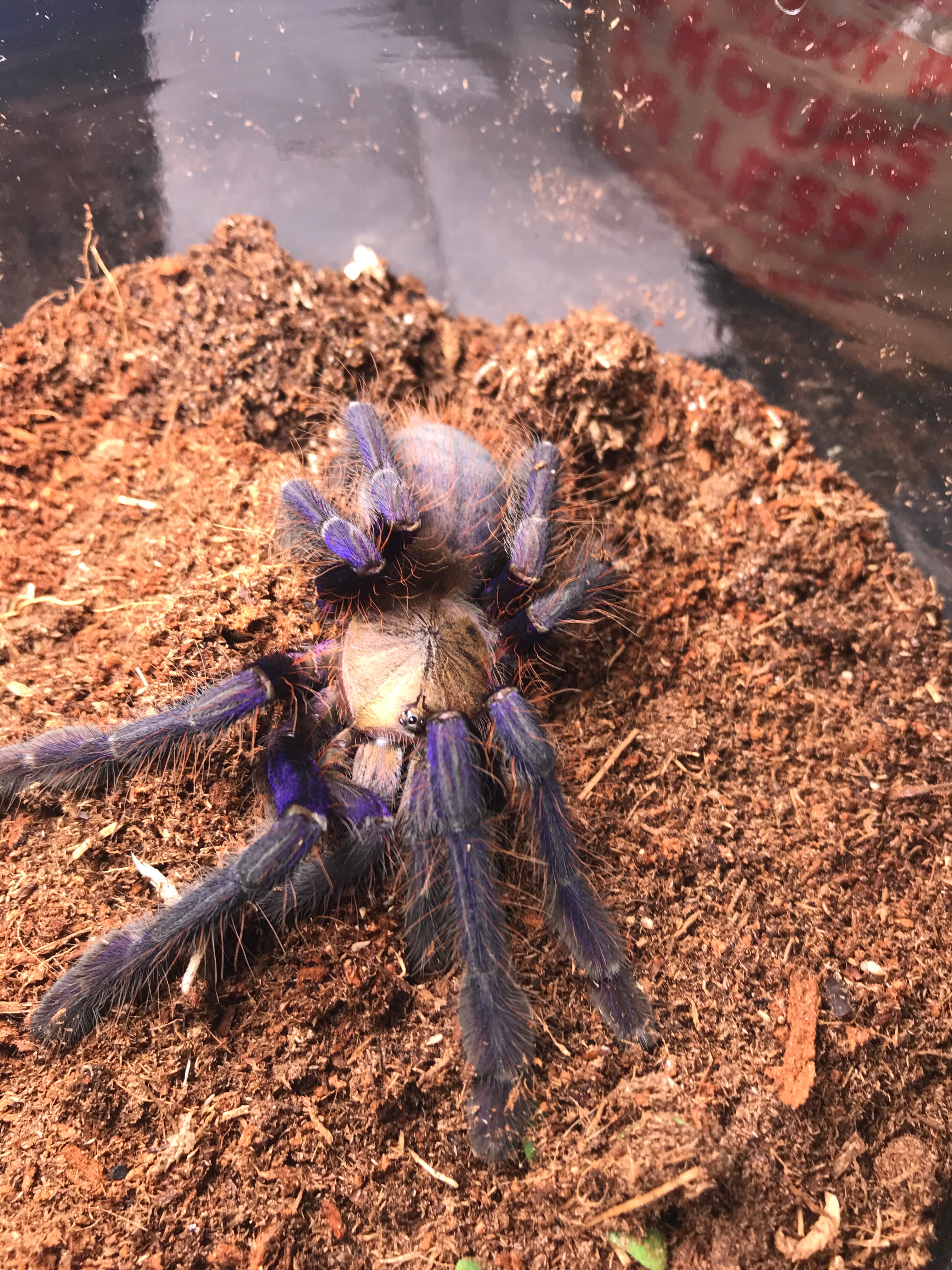 Lampropelma Violaceopes