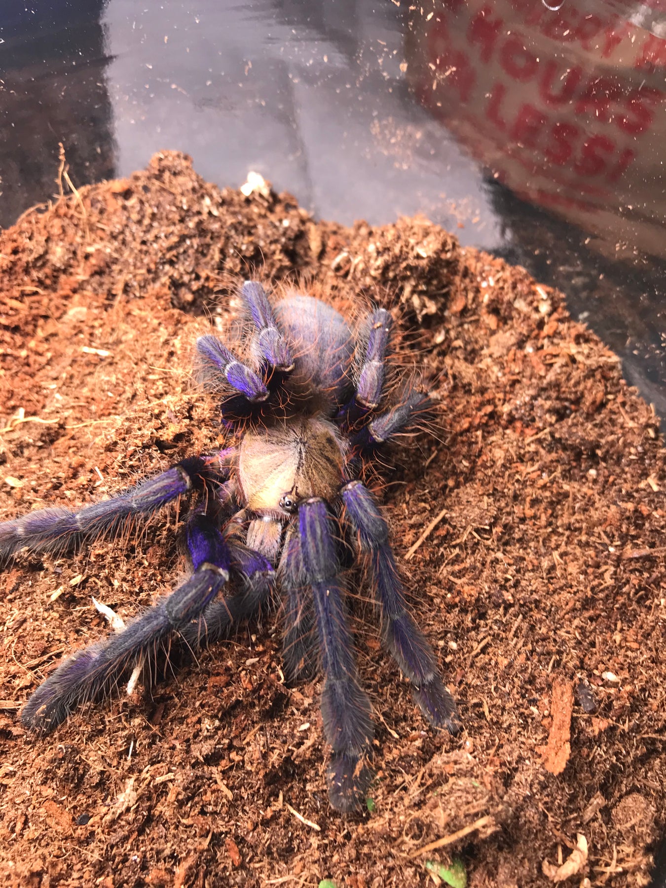 Buy Female Tarantulas at Micro Wilderness | Micro Wilderness