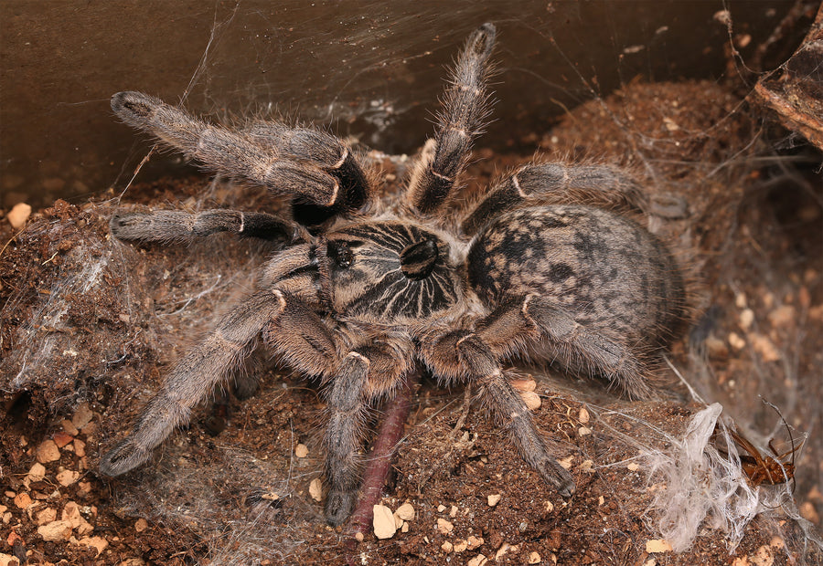 Tarantulas For Sale : Old World Tarantulas and New World Tarantulas