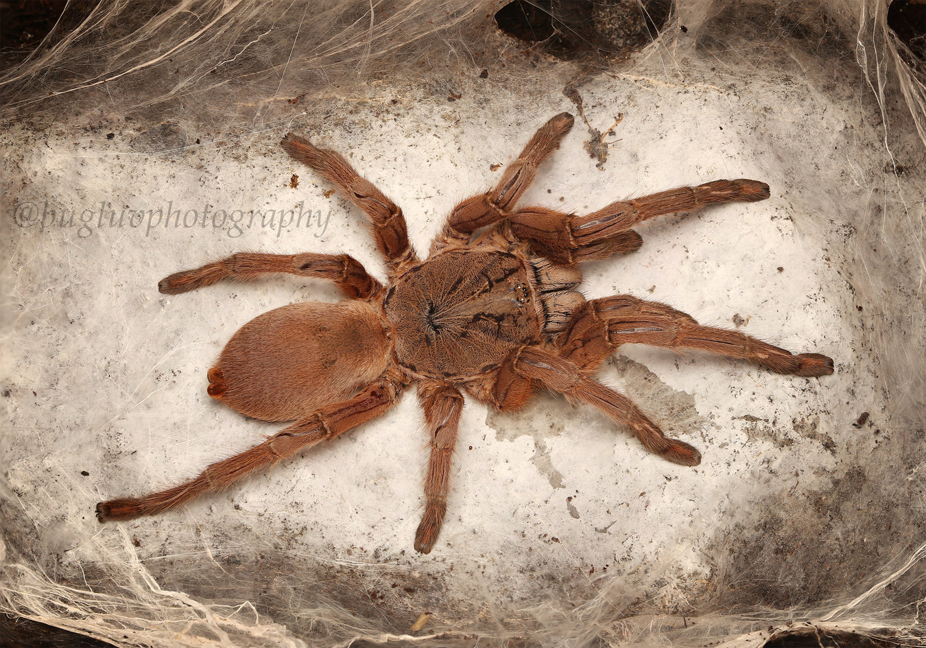 Buy Female Tarantulas at Micro Wilderness | Micro Wilderness