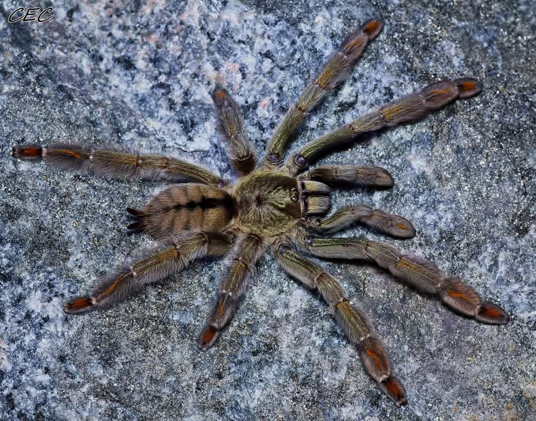 Psalmopoeus cambridgei - Female - Trinidad Chevron Tarantula ...
