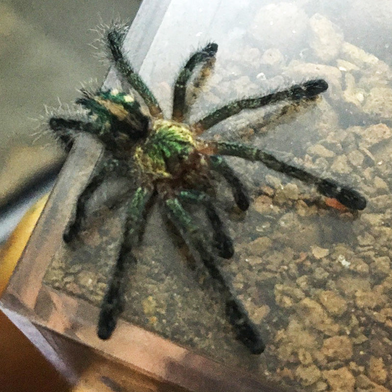 Buy New World Tarantulas at Micro Wilderness | Micro Wilderness
