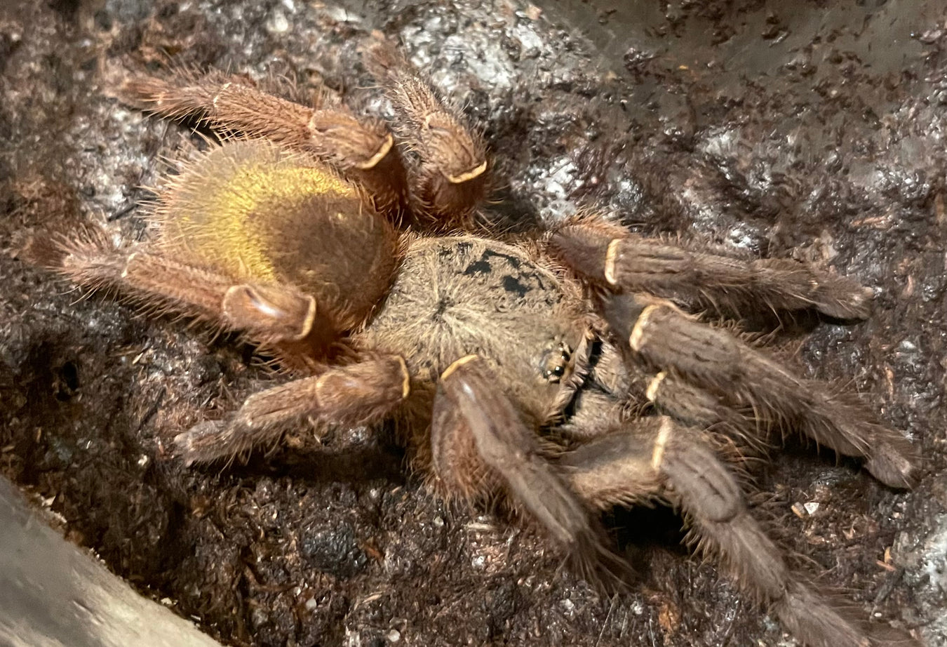 Buy Female Tarantulas at Micro Wilderness | Micro Wilderness