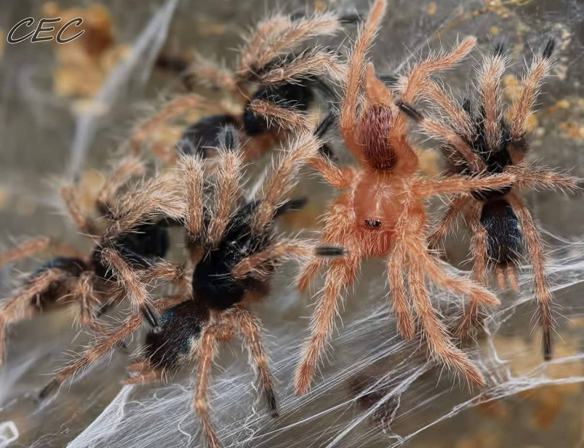 Buy New World Tarantulas at Micro Wilderness | Micro Wilderness