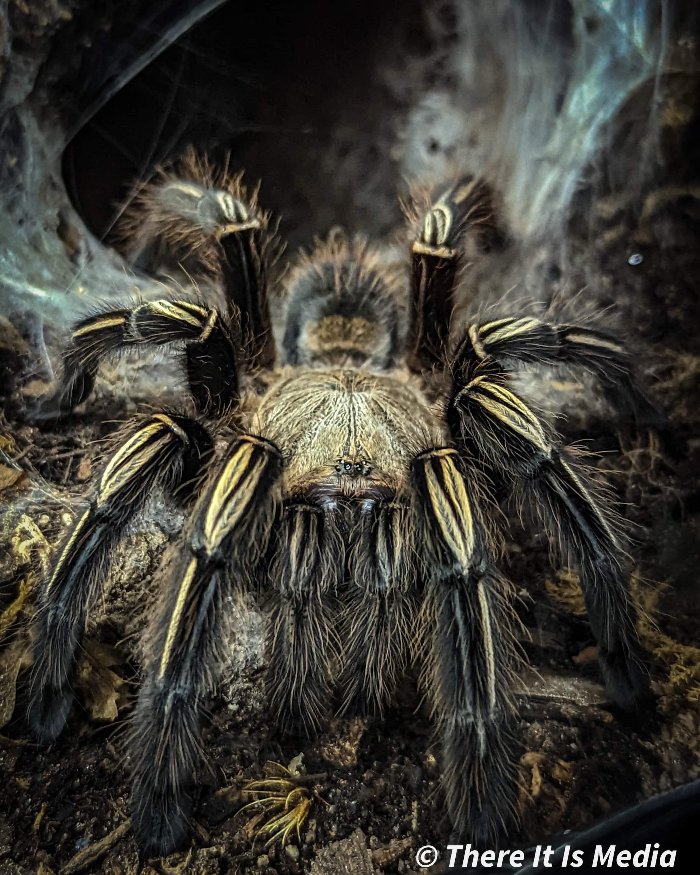 Skeleton Leg Tarantula
