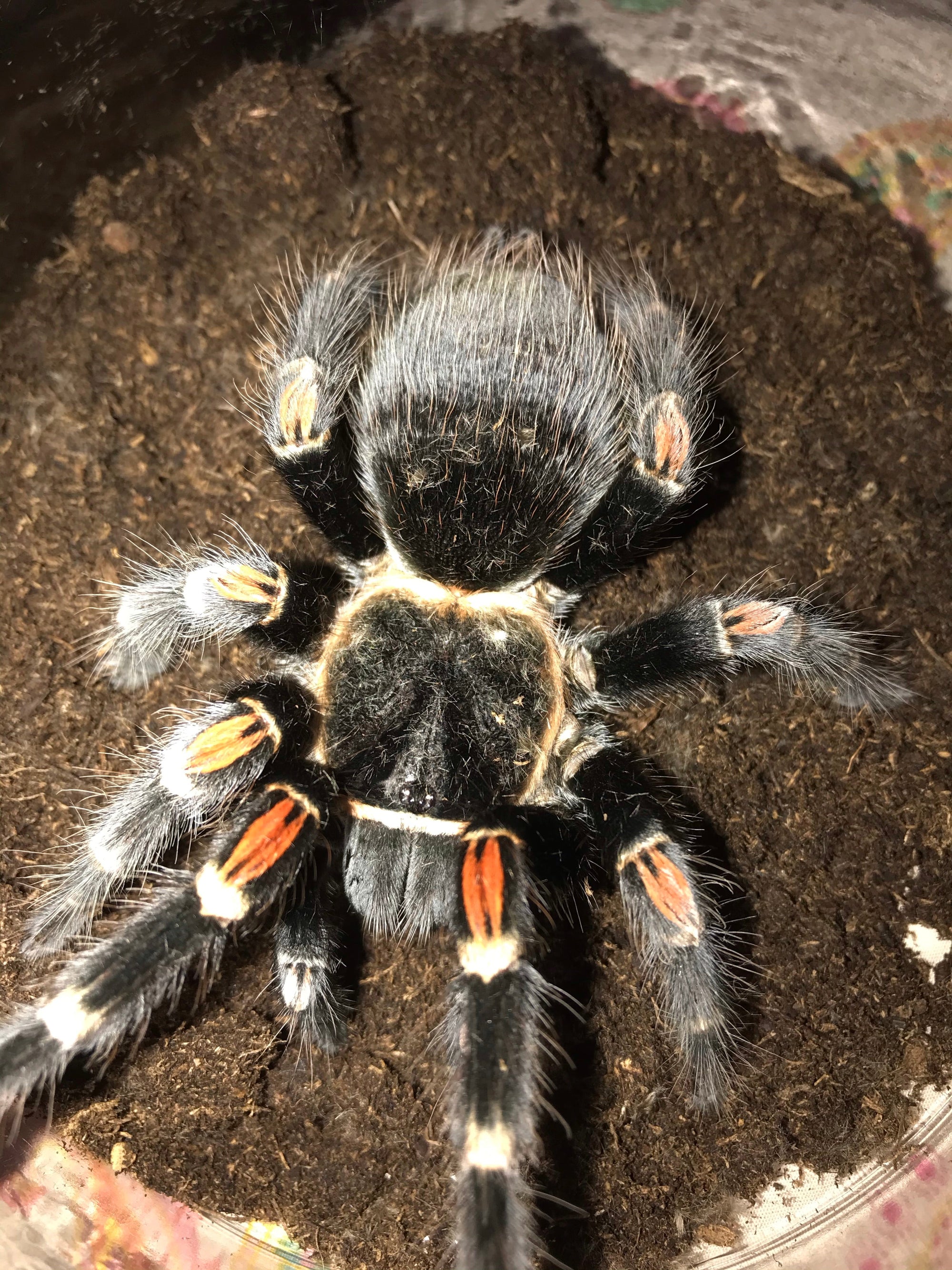 Brachypelma auratum - Male - Mexican Flame Knee Tarantula - Pure Blood ...